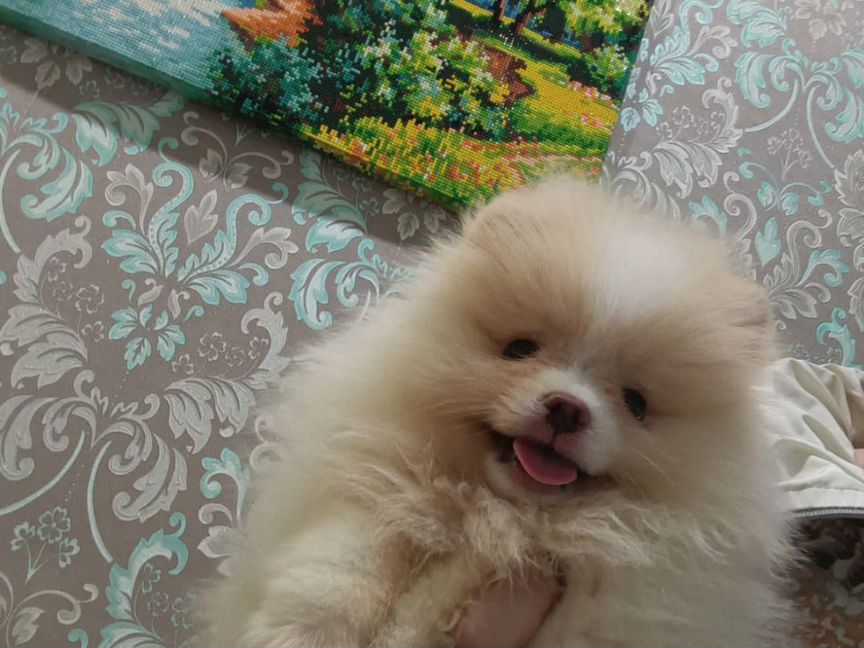 Щенки шпица