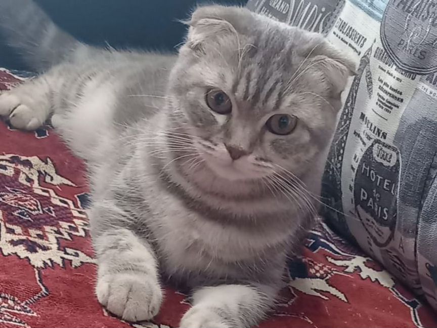 Шотландская вислоухая кошечка в добрые руки
