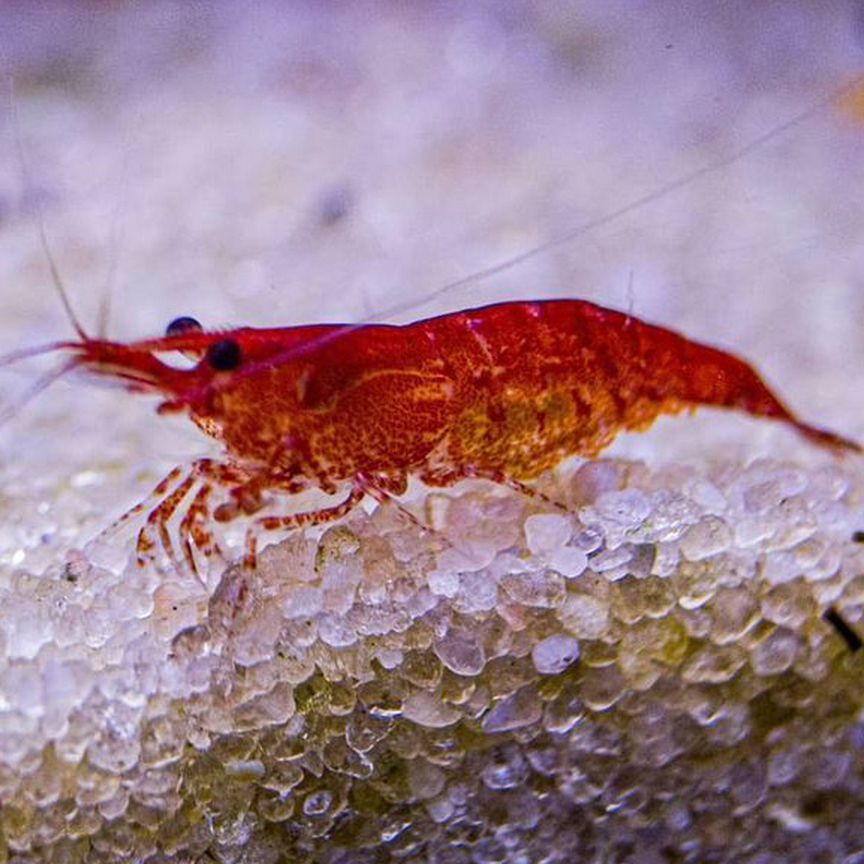 Криветка Вишня мальки