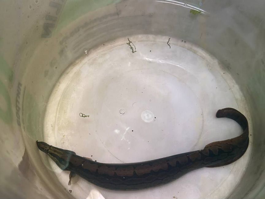 Мастацембел арматус