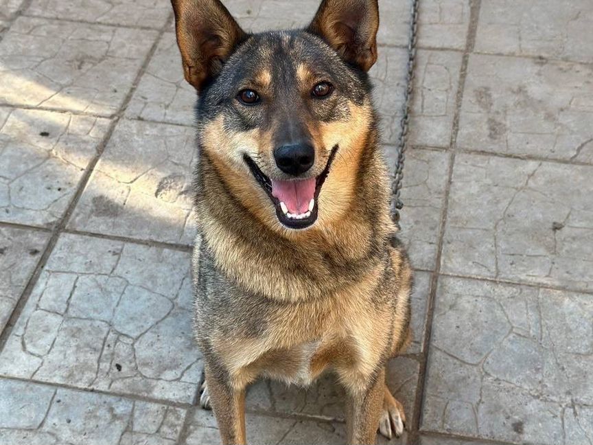 Шикарный пёс Пират