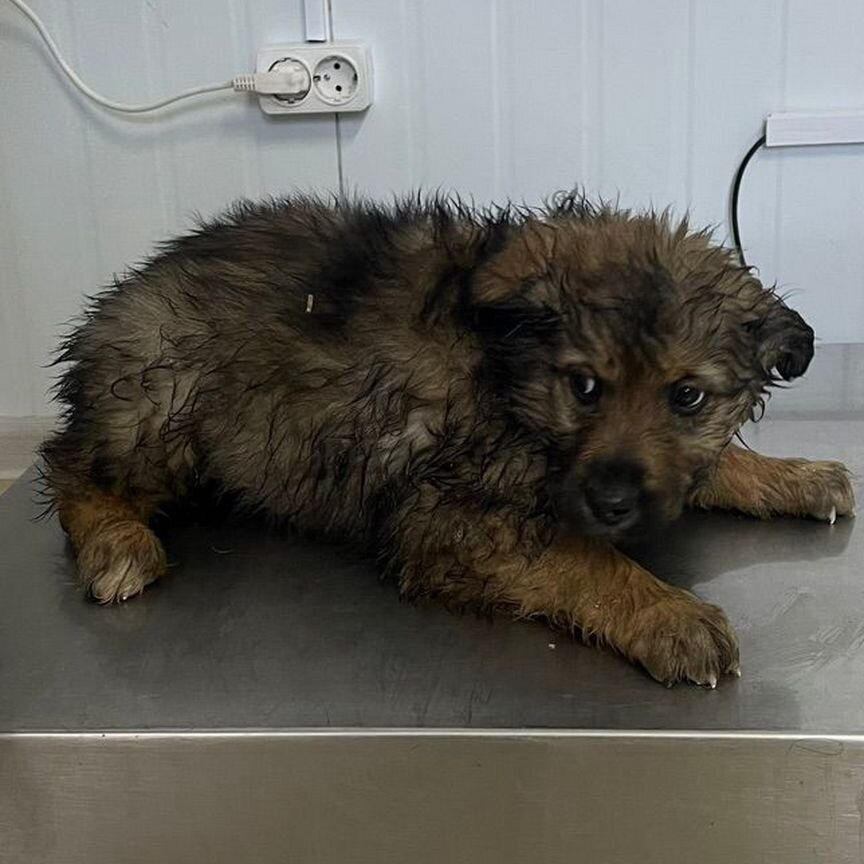 Щенок в добрые руки