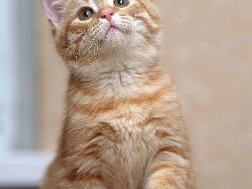 Котенок Шафран 4 мес