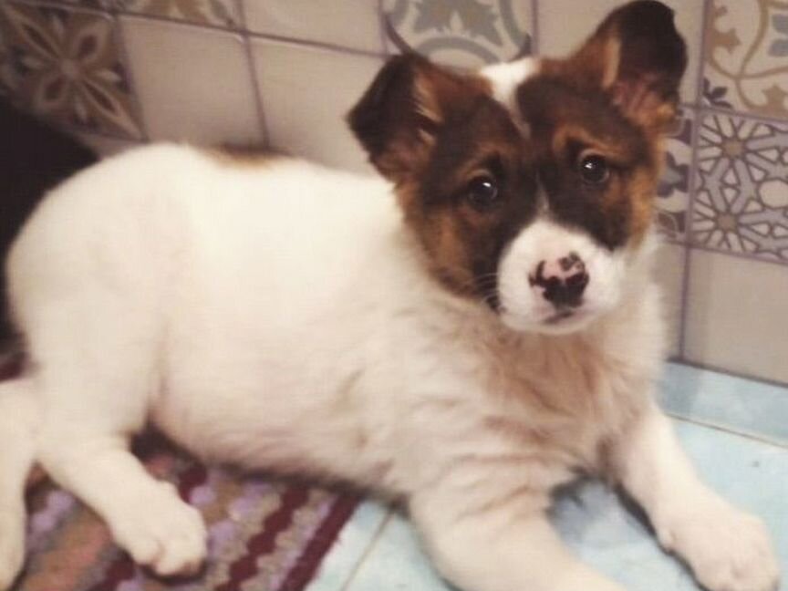 Щенки (девочки) в добрые руки