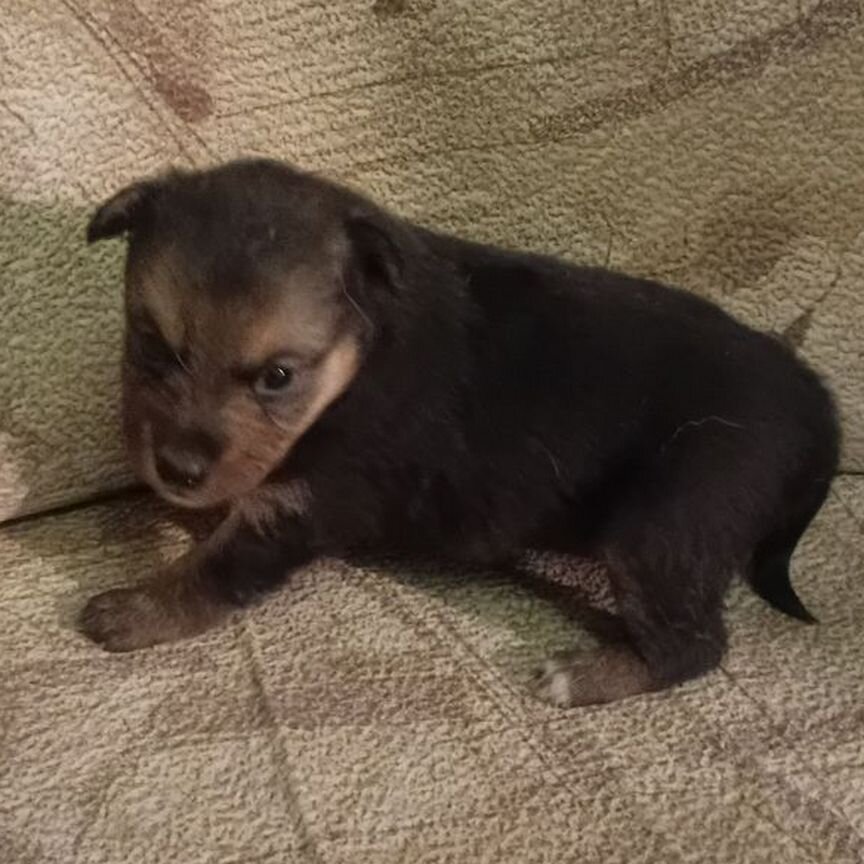 Щенок в добрые руки