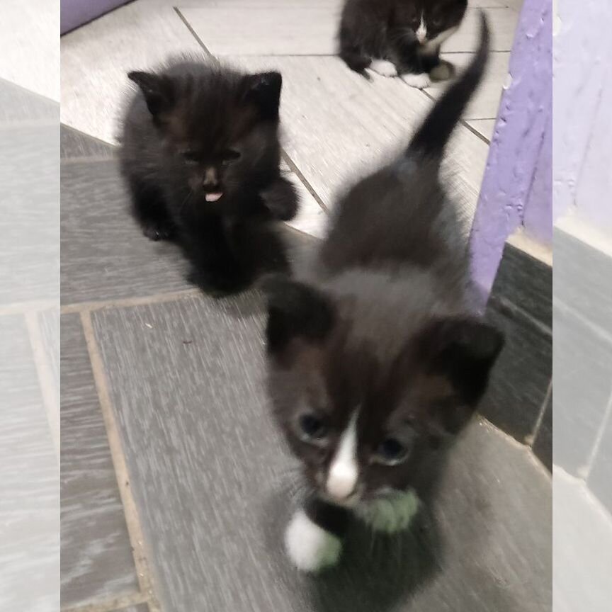Котята крысоловной кошки