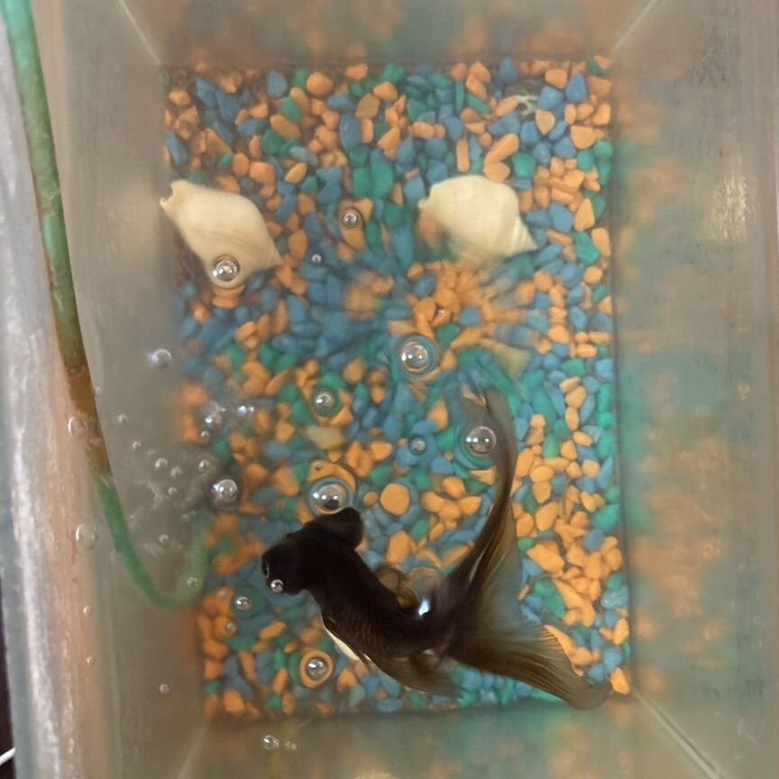 Рыбки с аквариумом