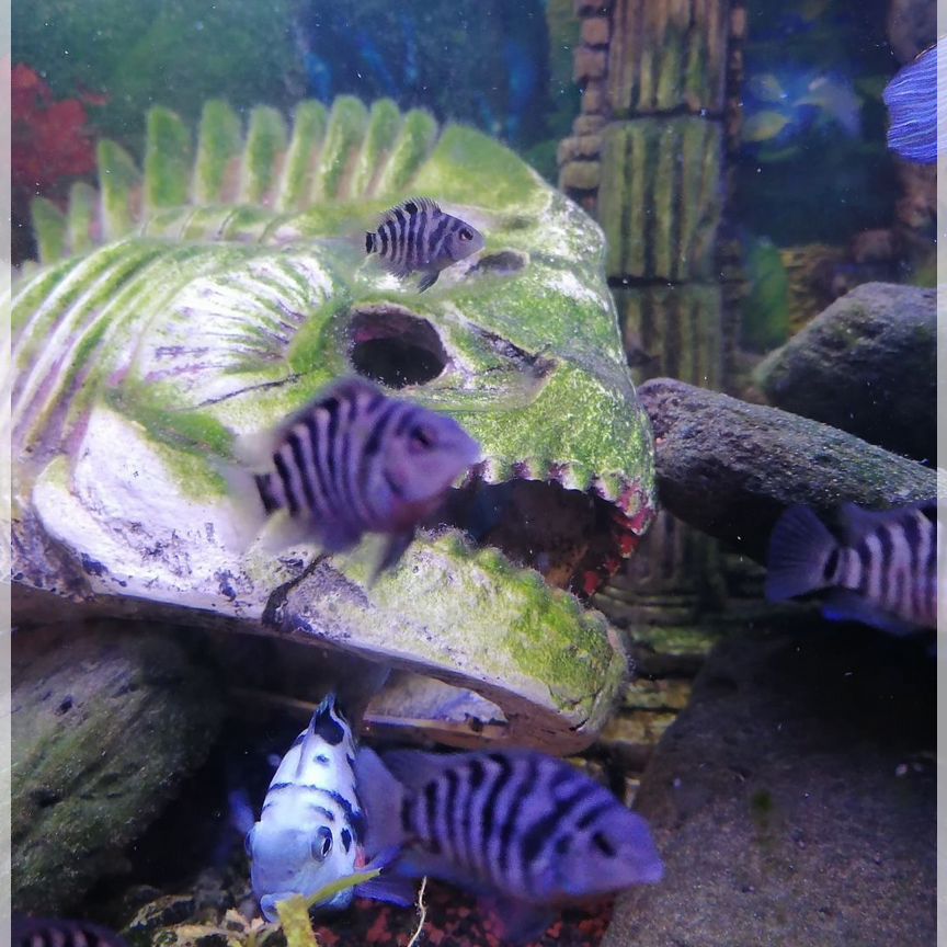 Мальки цихлиды 2 мес