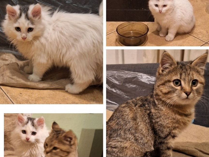 Котята белые и четырехцветный