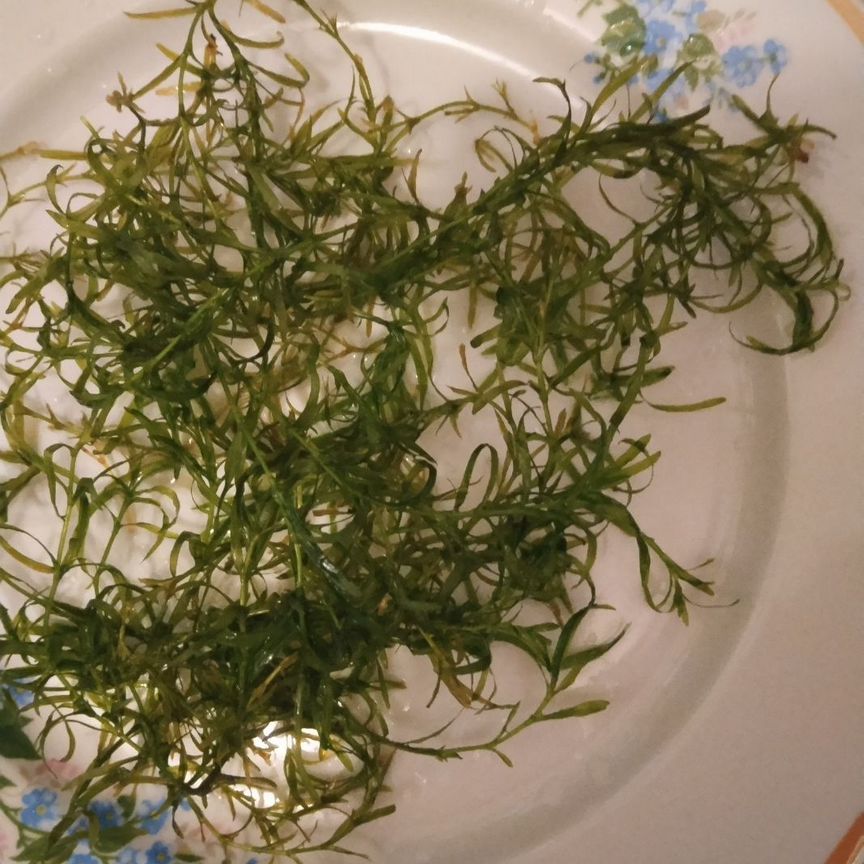 Аквариумное растение