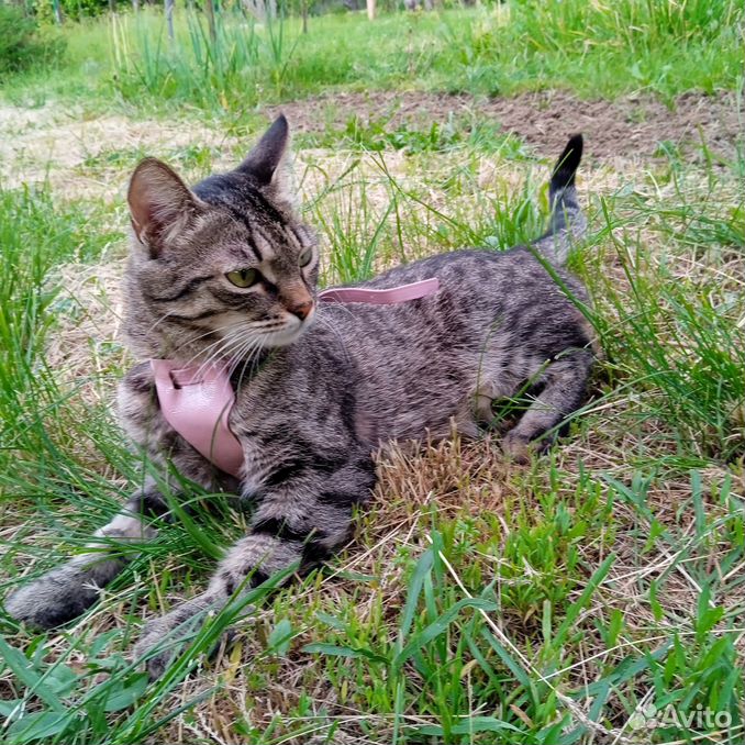 Спокойная мудрая кошечка