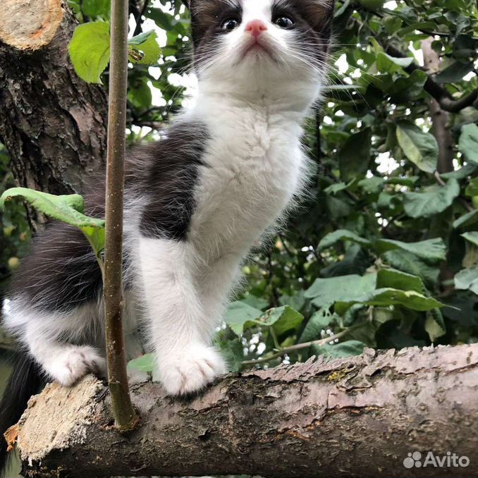 Бесплатно котенок с приданым