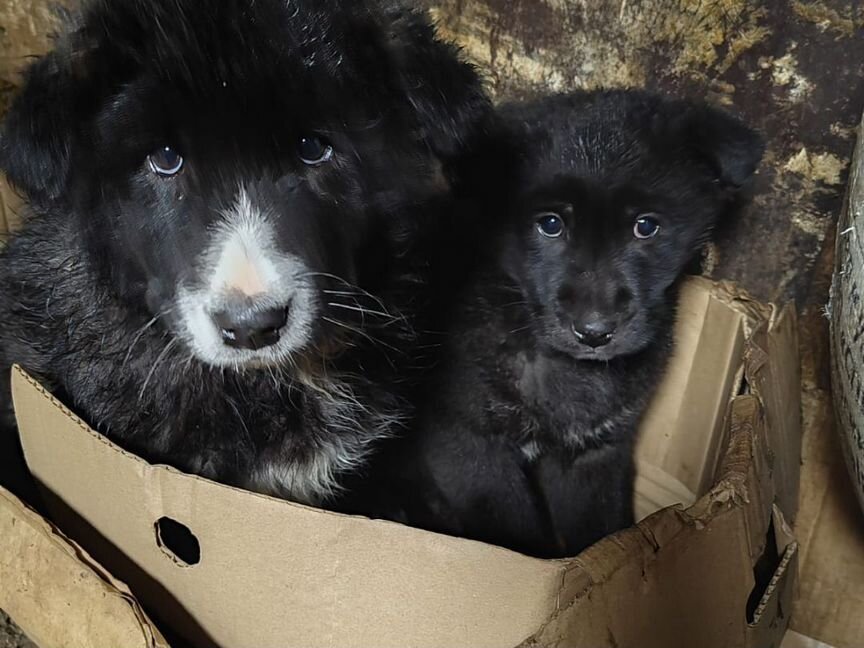 Собака в добрые руки