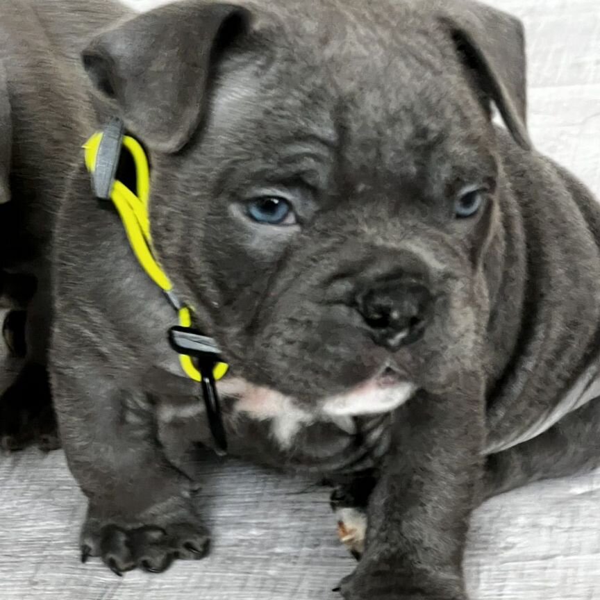 Американский булли покет