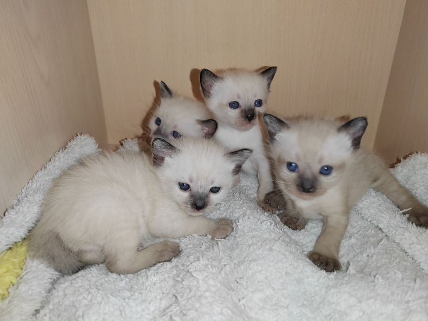 Сиамские котята