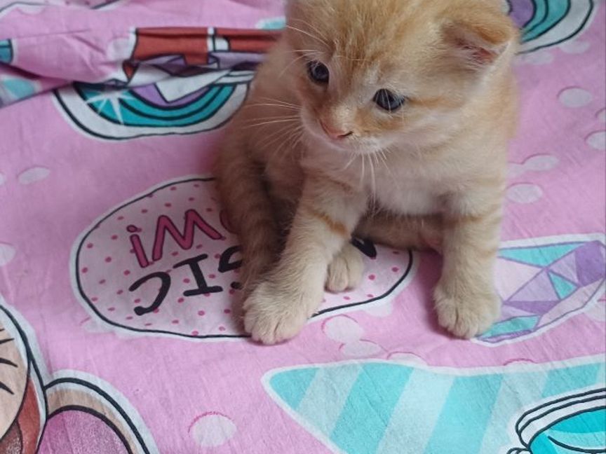Кошка