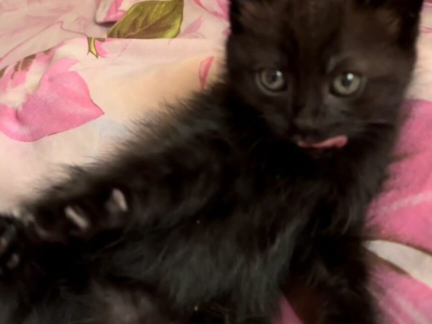 Черный котенок Чара