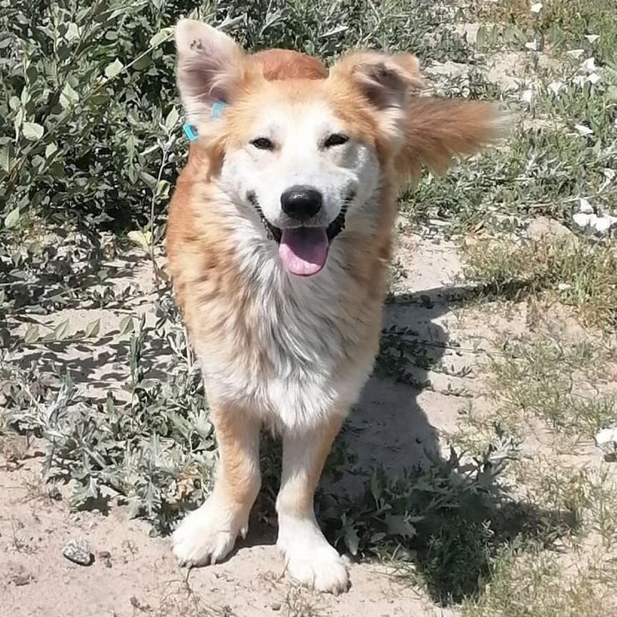 Отдается кобелек в надежные руки