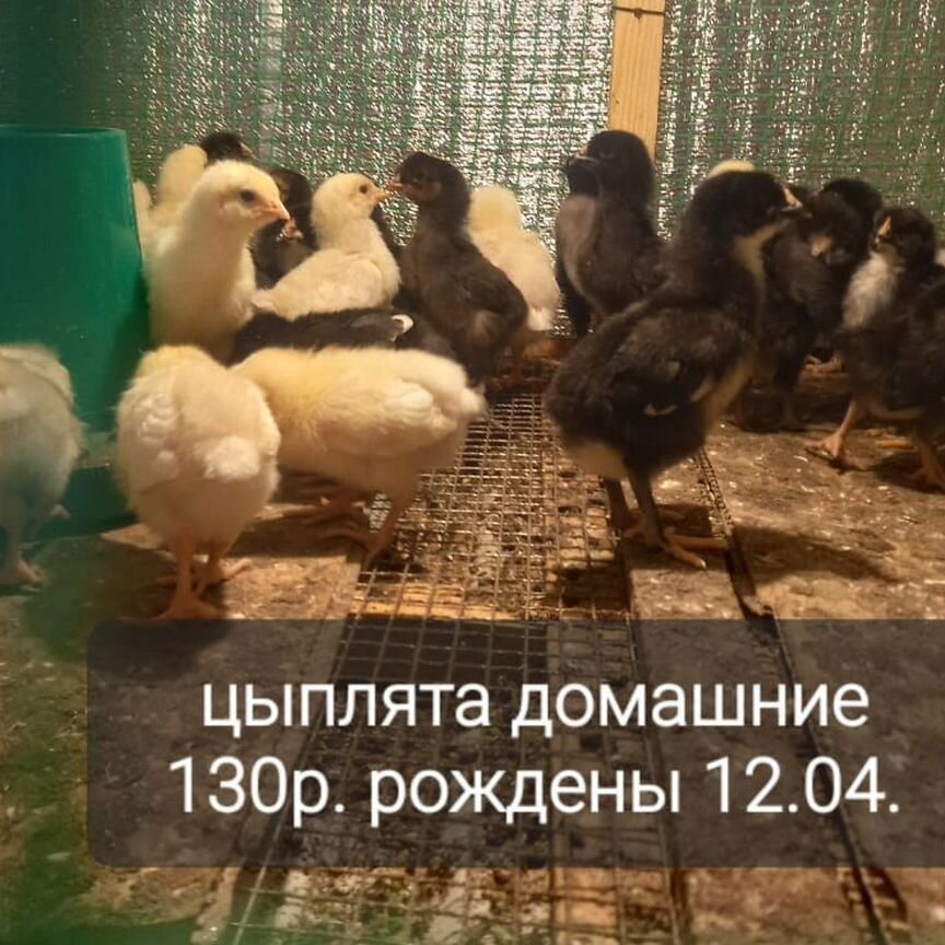 Куры цыплята