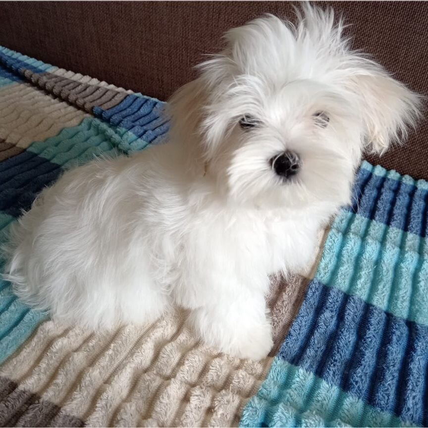 Мальтийский балон (мальчик)