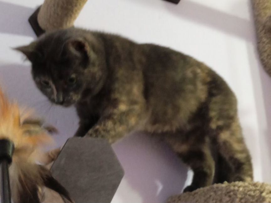 Голубая черепашка. Кошка. 1,5 года