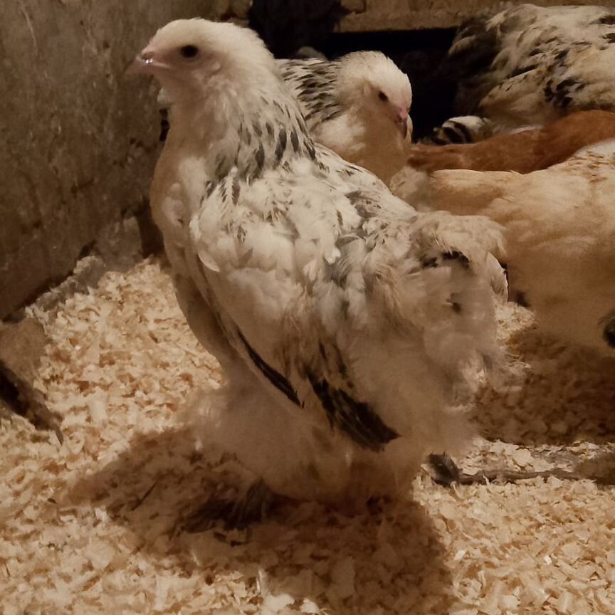 Брама Колумбийская