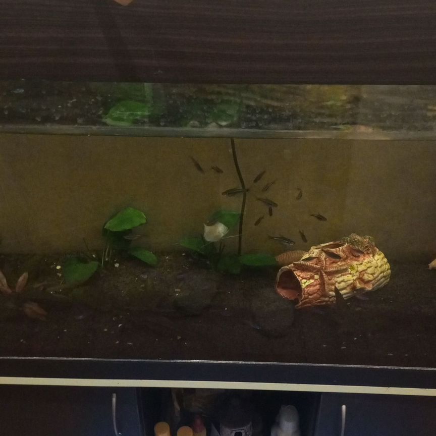 Аквариумные рыбки бесплатно