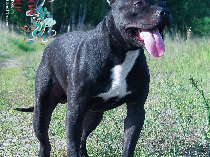 Питбультерьер щенки