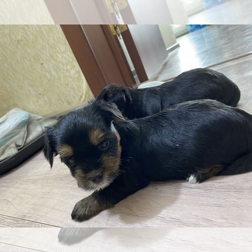 Йоркширский терьер, щенок