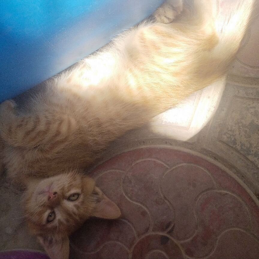 Экстренно отдаю.Рыжий и черный котята