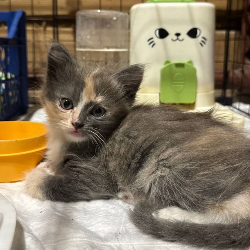 Котёнок от частного владельца