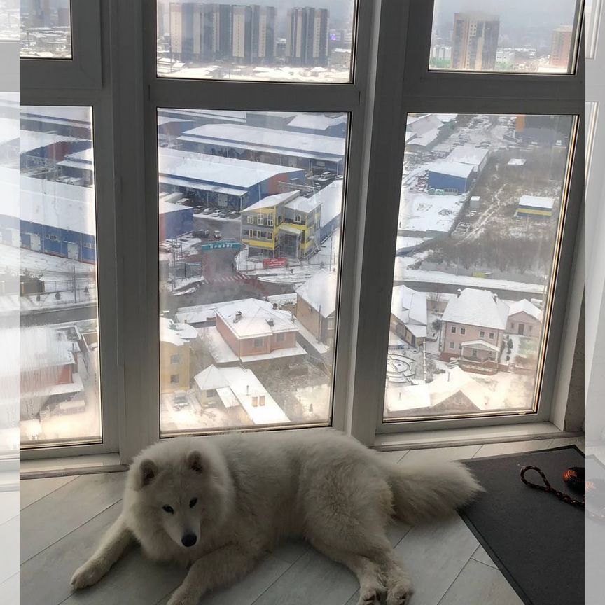 Самоедская собака, щенок