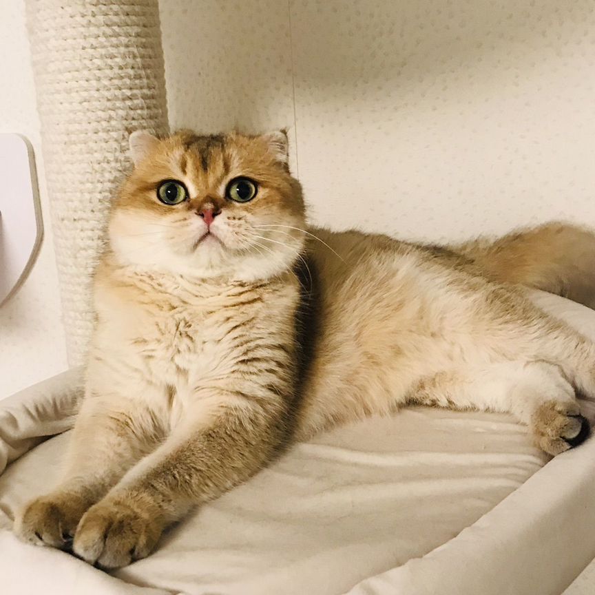 Кошка золотая шиншилла