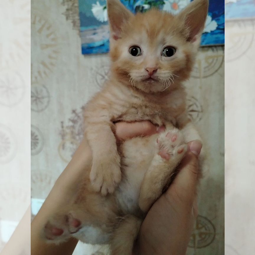 Котёнок в добрые руки