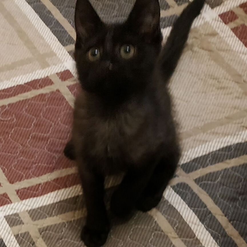 Котенок мальчик