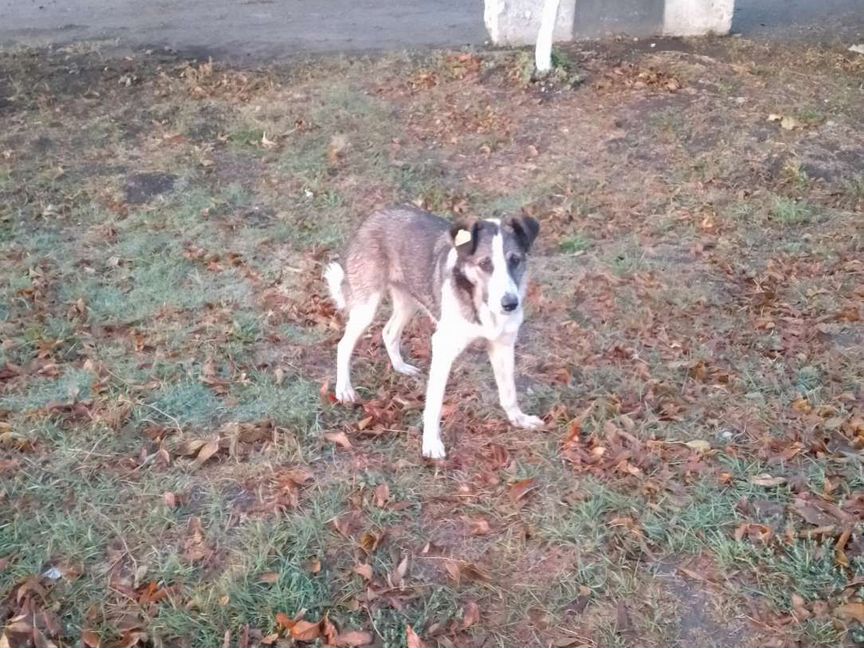 Гайда ищет дом