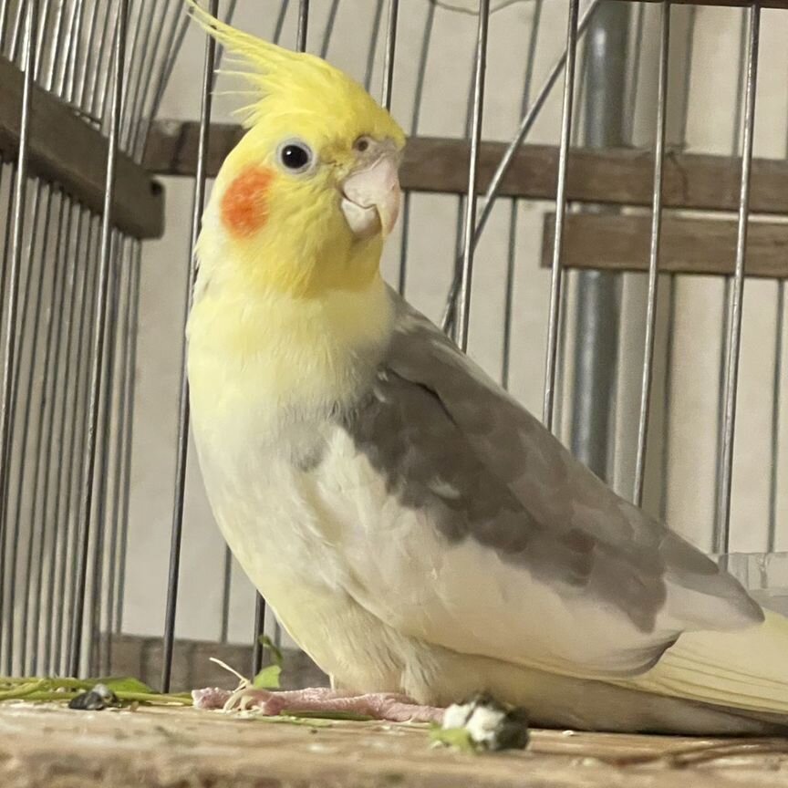 Попугай корелла