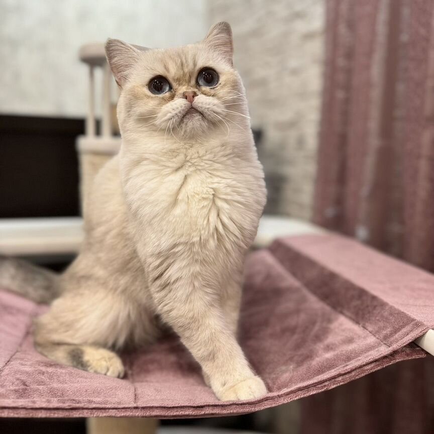 Шотландская прямоухая кошка