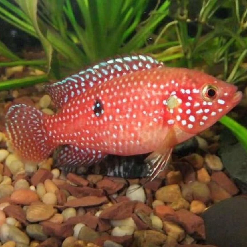 Хемисромис красный - аквариумные рыбки