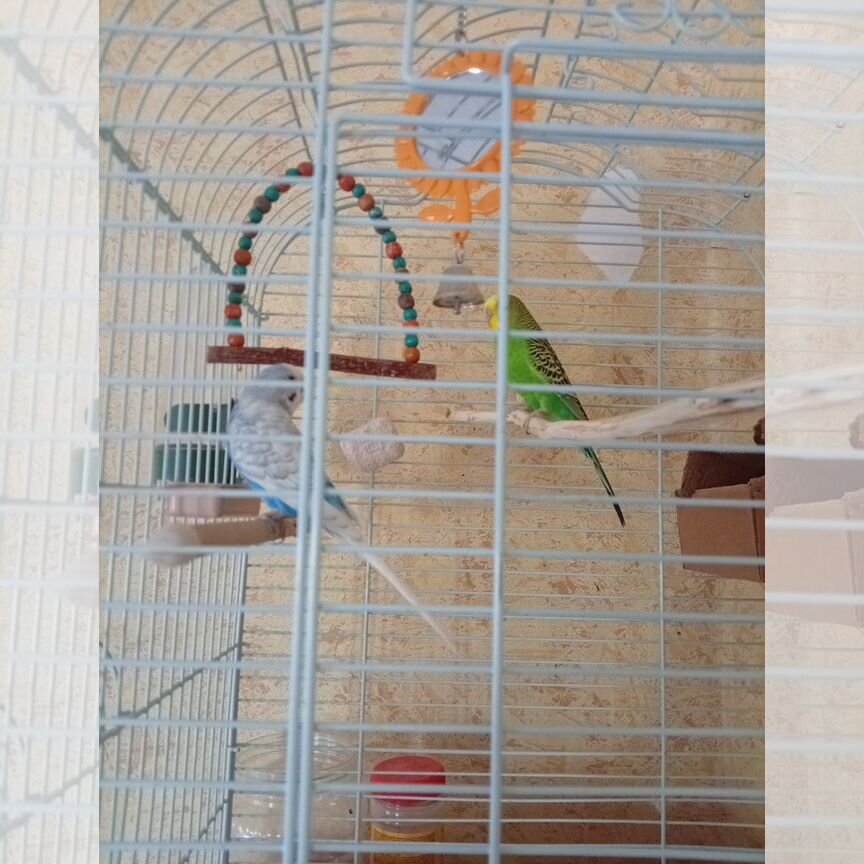 Волнистый попугай