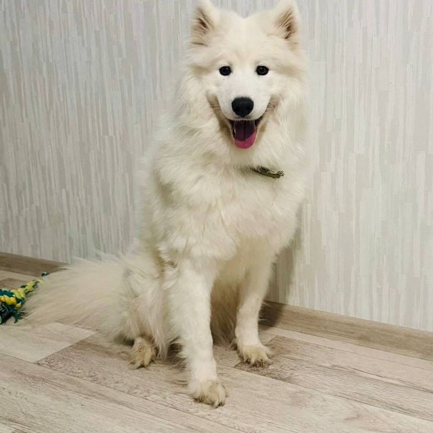 Самоедская собака, щенок