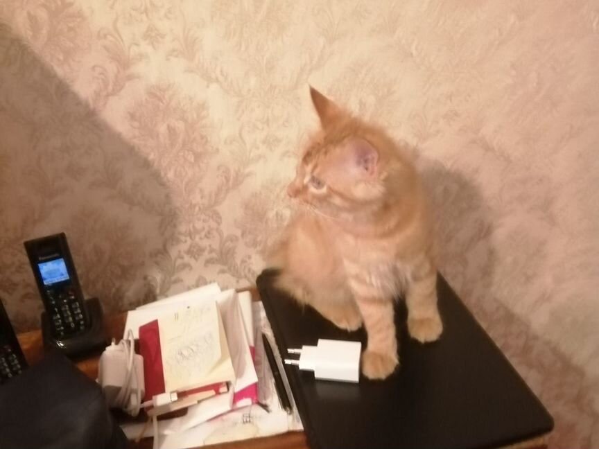 Мейн-кун котёнок