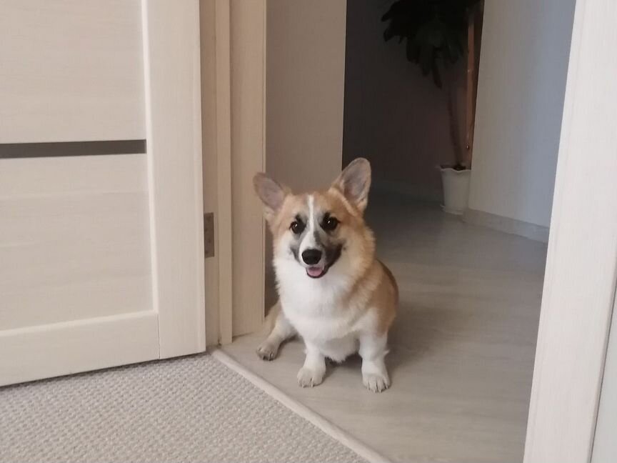 Вязка вельш-корги пемброк