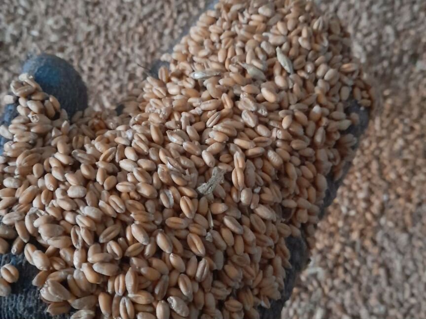 Пшеница, Ячмень