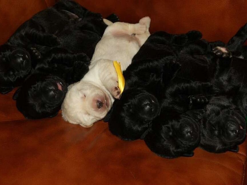 Лабрадор девочки и мальчики