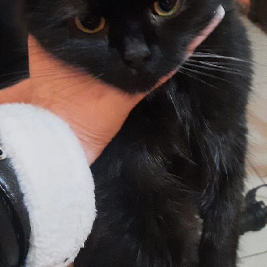 Отдам в добрые руки двух братиков котиков