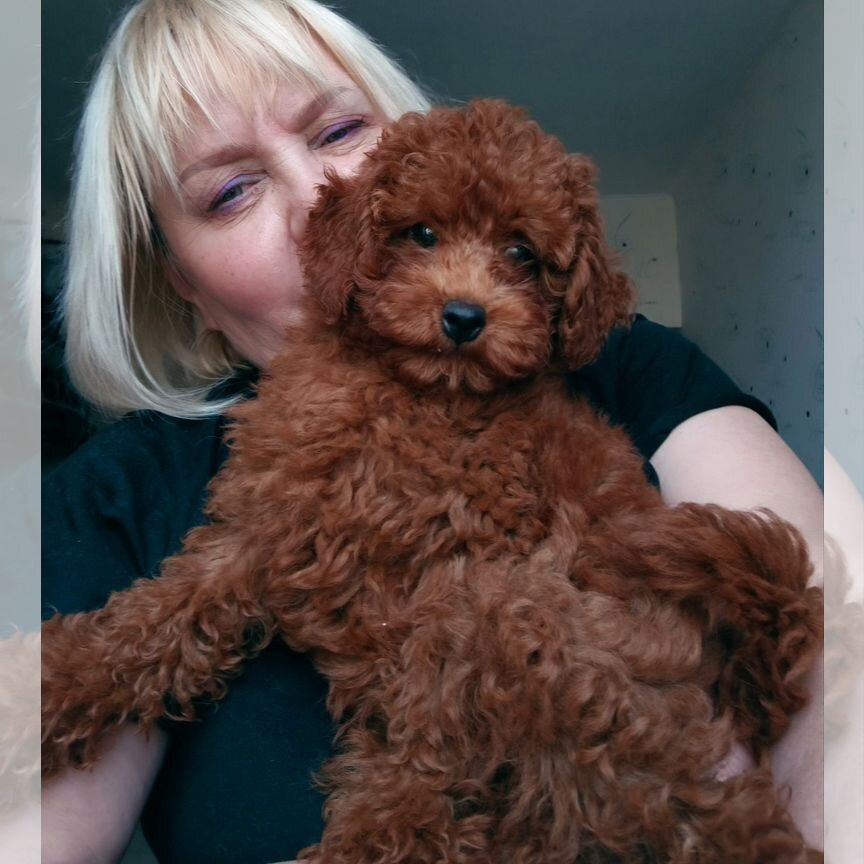 Той-пудель, щенок