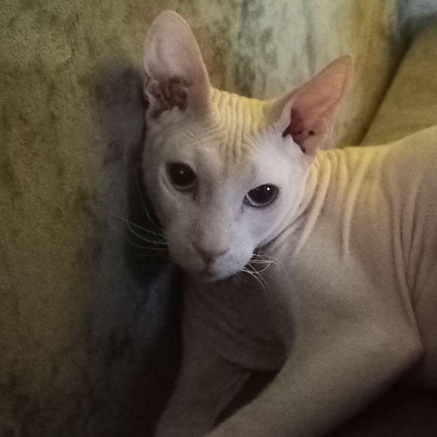 Отдам в хорошие руки. Порода Сфинкс. Имя Локи