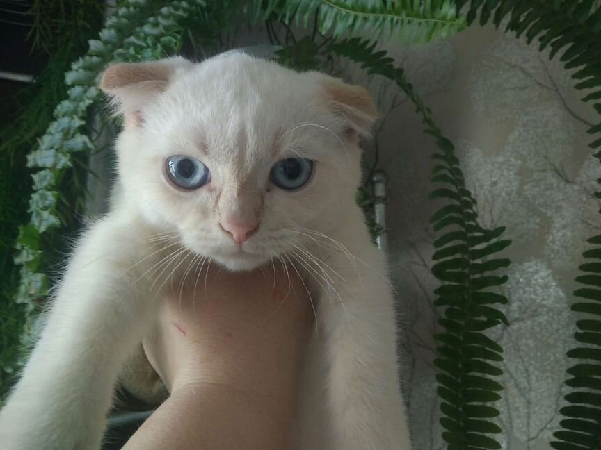Тайские котята вислоухие