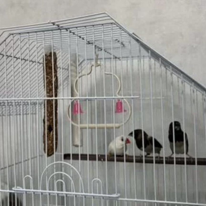 Продам птиц